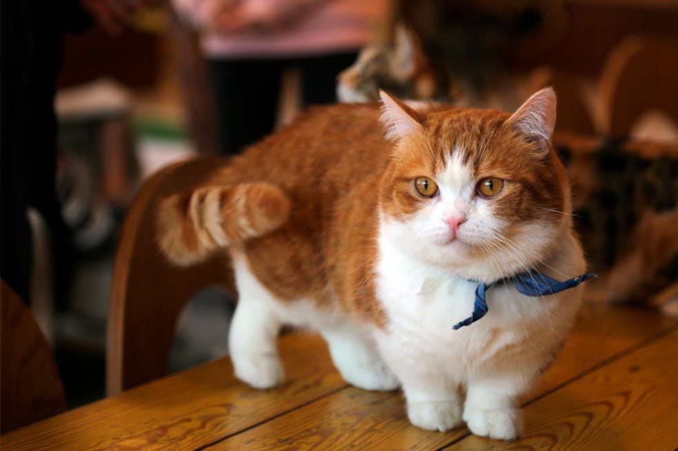 Razas De Gatos Peque