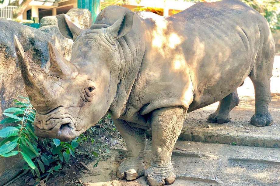 ¿Por qué reubicarán a más de 500 animales de Puerto Rico en santuarios ...