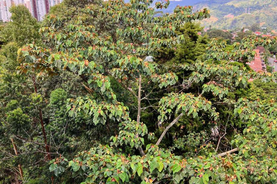 El balso | EL ESPECTADOR