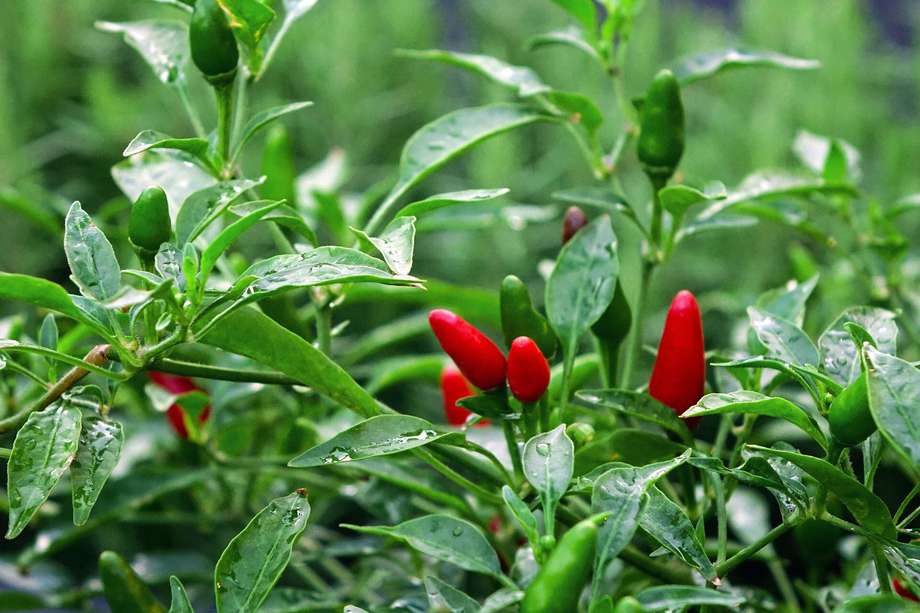Cultivo de ají en casa: cómo lograr una cosecha abundante y sabrosa ...