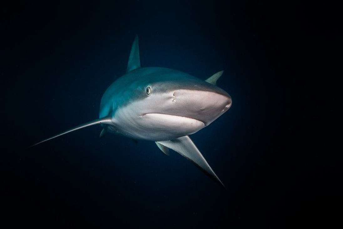 Galería: Las mejores fotos de la biodiversidad submarina de Colombia ...