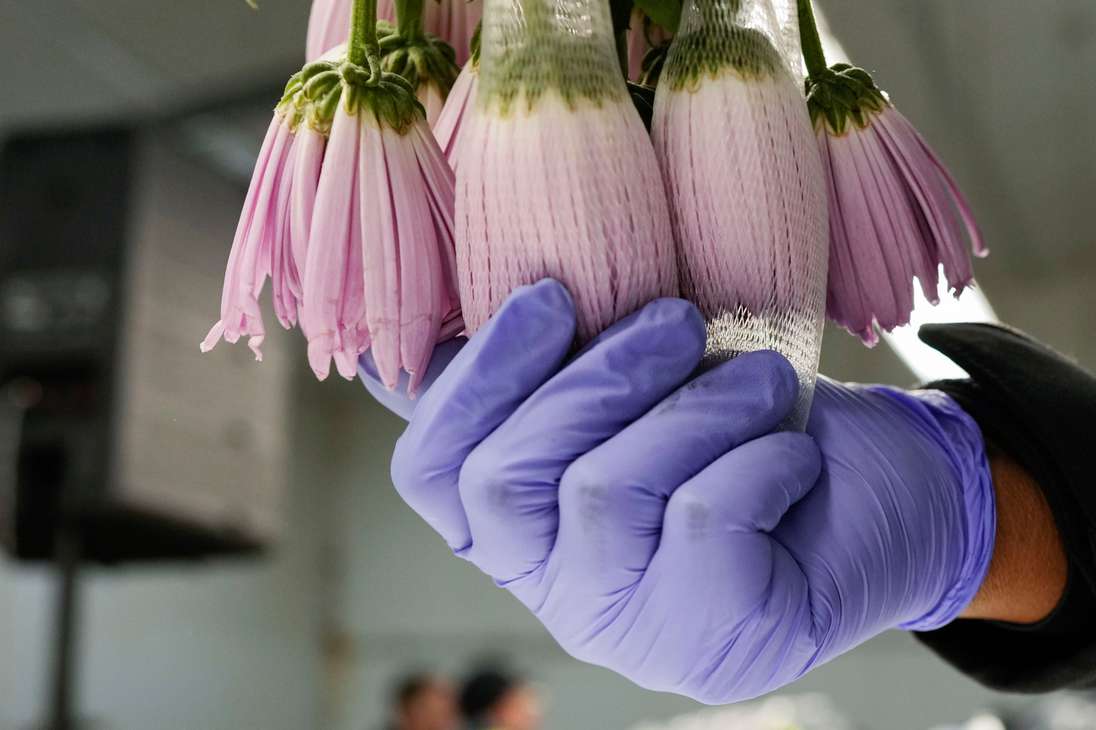 Así termina el control de las flores que se envían de Colombia a EE. UU ...