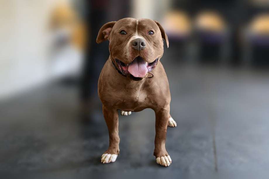 Perros Bully XL en Reino Unido: la estigmatización de una raza ...