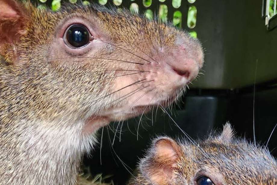 23 guatines vuelven a casa: “Es gratificante llevar a su hábitat a ...