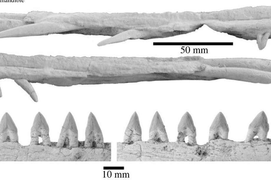 Con fósil que vivió hace 25 millones de años describieron nueva especie ...