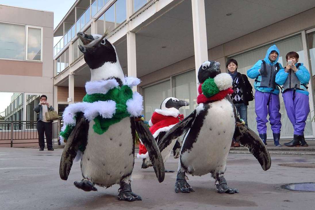 Animales que también viven la navidad | EL ESPECTADOR