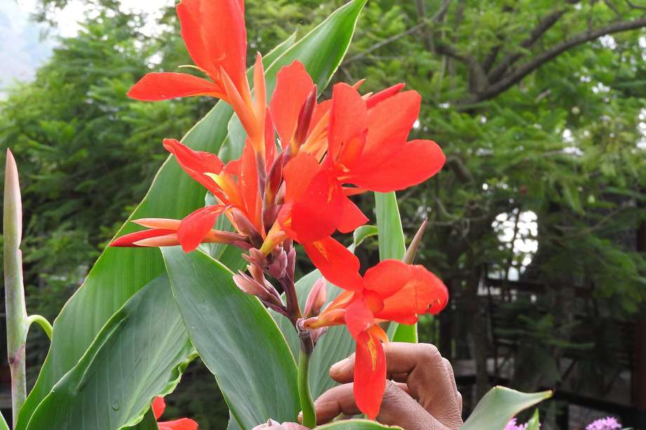 Planta de sagú o achira: características y cuidados | EL ESPECTADOR