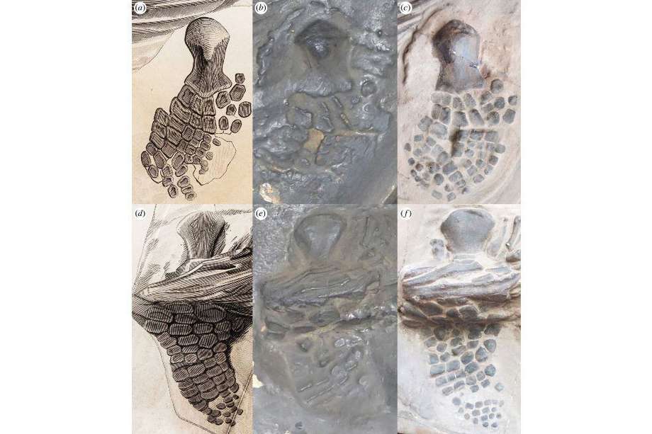 Encuentran las copias perdidas de un fósil que fue destrozado por ...