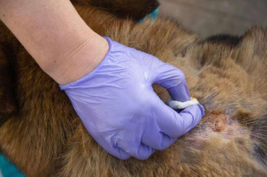 Dermatitis canina: síntomas, causas, tipos y tratamientos | EL ESPECTADOR