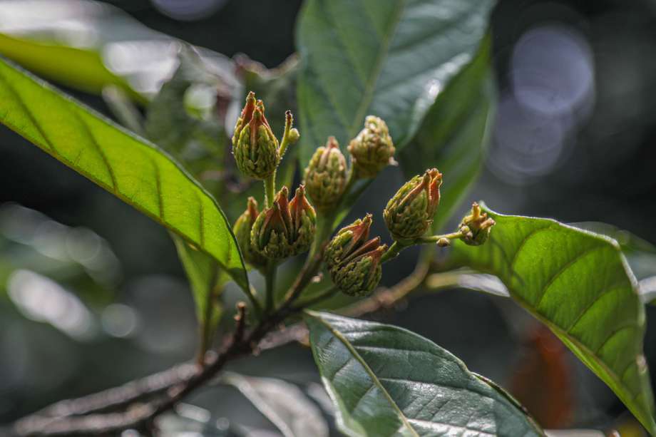 El roble negro que se puede visitar en el Jardín Botánico de Bogotá ...