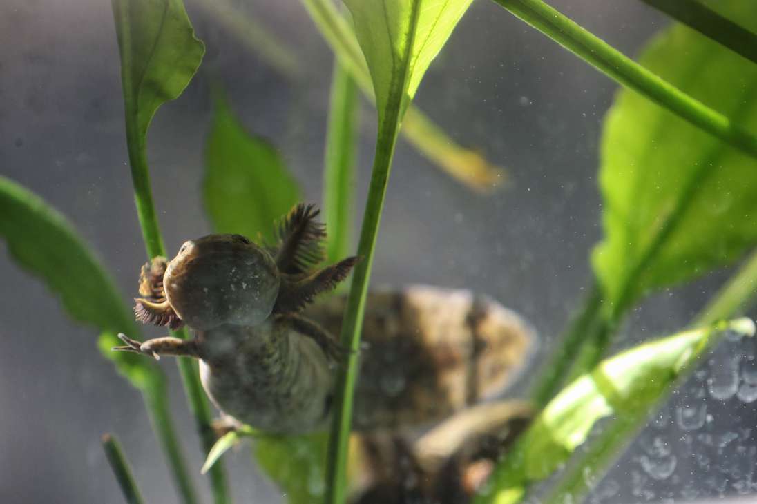 (FOTOS) Inauguran el museo del Axolote en Ciudad de México | Noticias ...