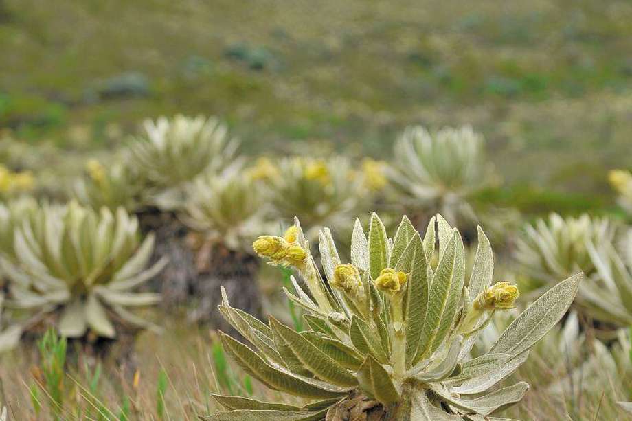 Guardianes del páramo, el proyecto que quiere formar a guardianes de ...