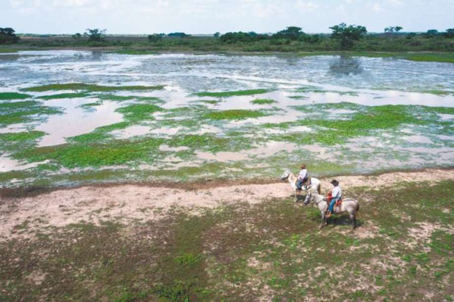 Producir y conservar: el caso de la ganadería en las sabanas inundables de la Orinoquia | EL ...