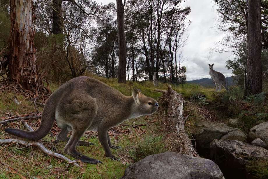 Lo que reveló el fósil de un canguro que se extinguió hace 46.000 años ...