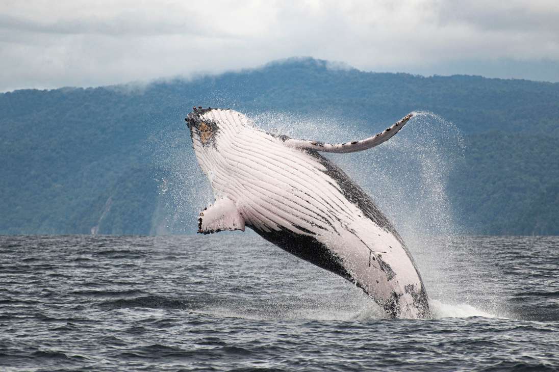 Galería: Las mejores fotos de la biodiversidad submarina de Colombia ...