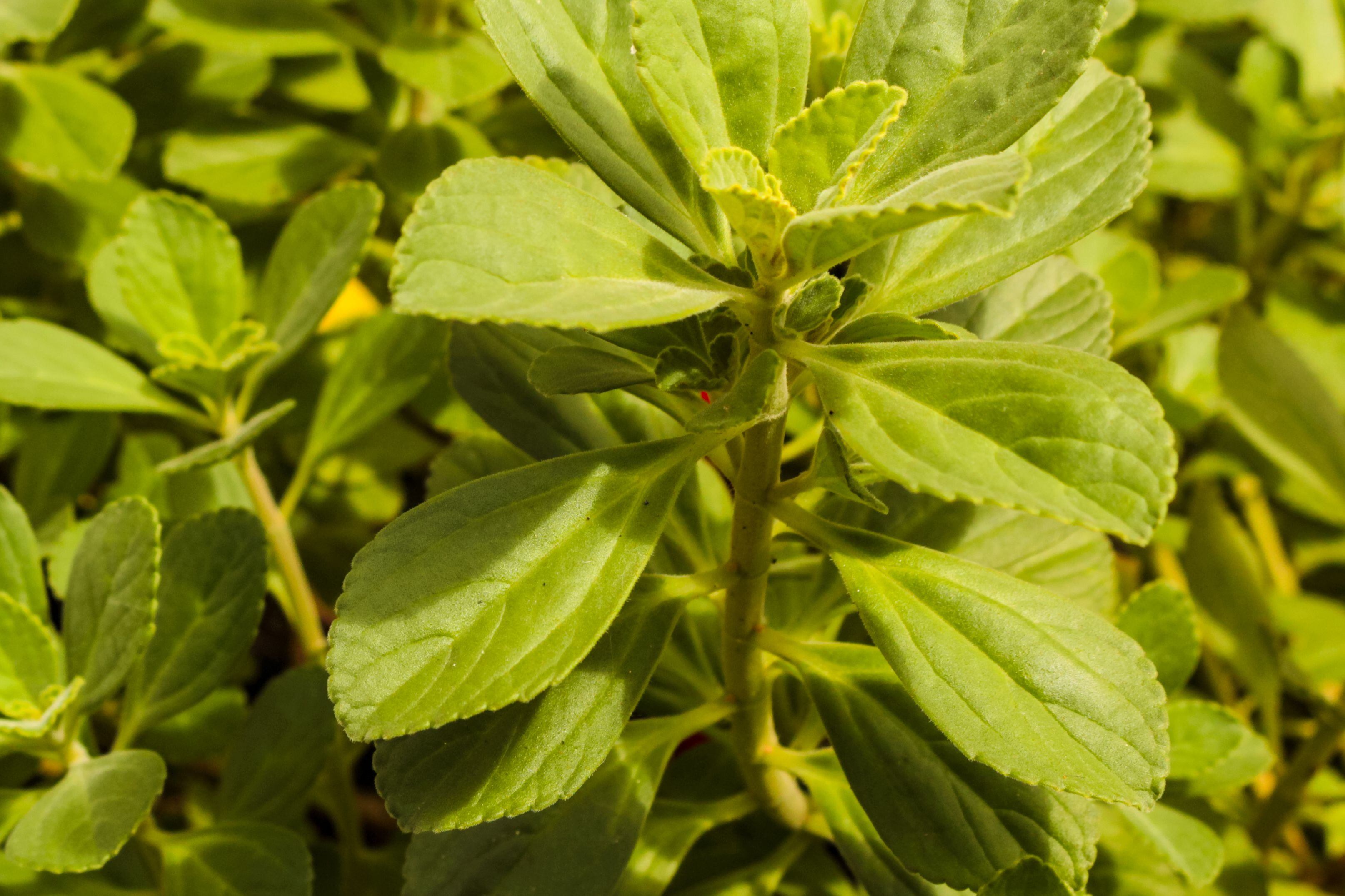 Plantas medicinales que ayudan a combatir la fiebre - MasPlantillas