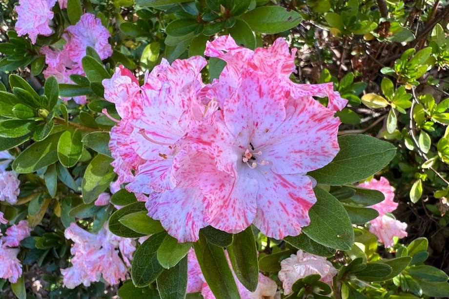 Azaleas: características, cuidados y propiedades de esta planta | EL ...