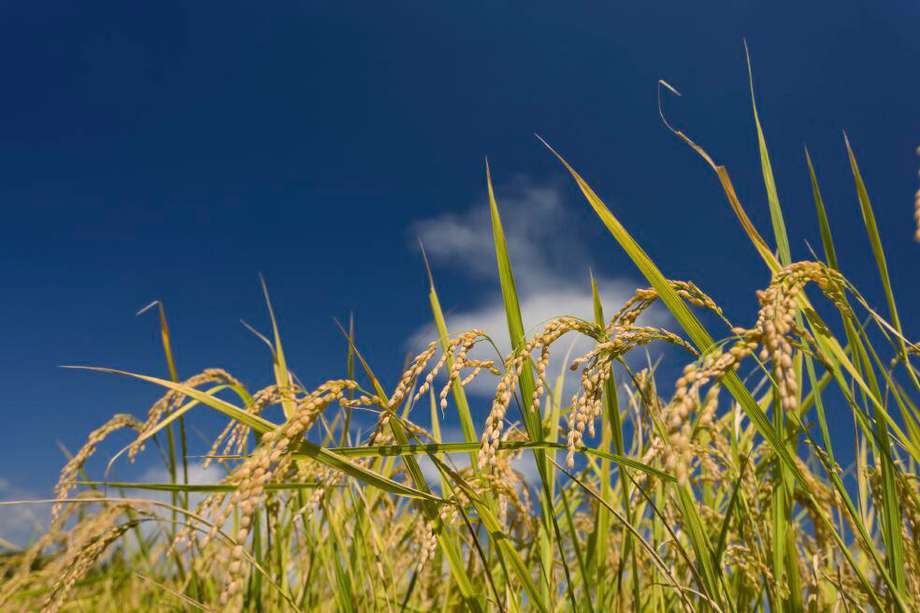 Proyecto biocarbono recibirá US$ 50 millones para impulsar la ...