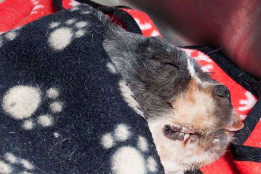 El asombroso cambio del perro 'Rasta' | EL ESPECTADOR