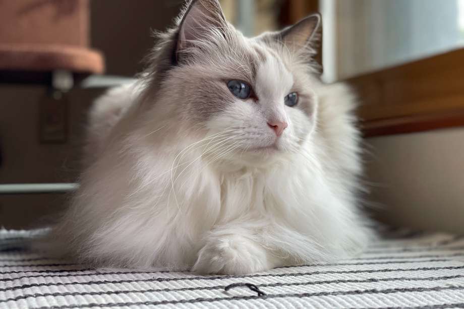 Gatos Ragdoll: personalidad, curiosidades y características | Noticias ...