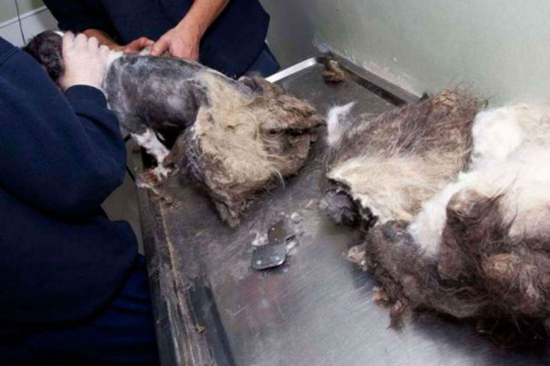 El asombroso cambio del perro 'Rasta' | EL ESPECTADOR