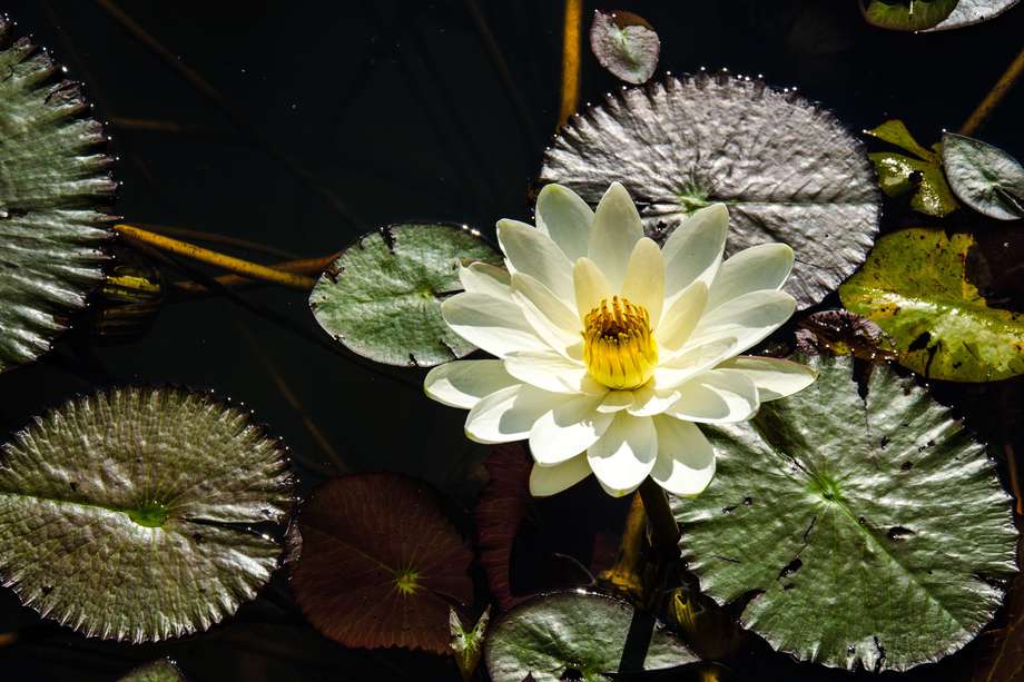 Victoria regia, o amazónica: características y cuidados de esta planta ...