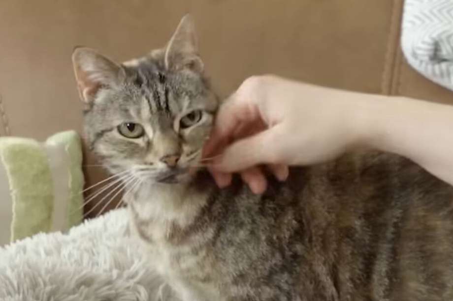 Gata rompió el Récord Guinness por lograr el ronroneo más fuerte del ...