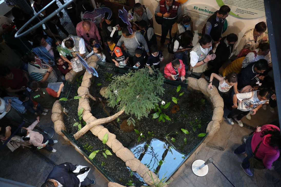 (FOTOS) Inauguran el museo del Axolote en Ciudad de México | Noticias ...