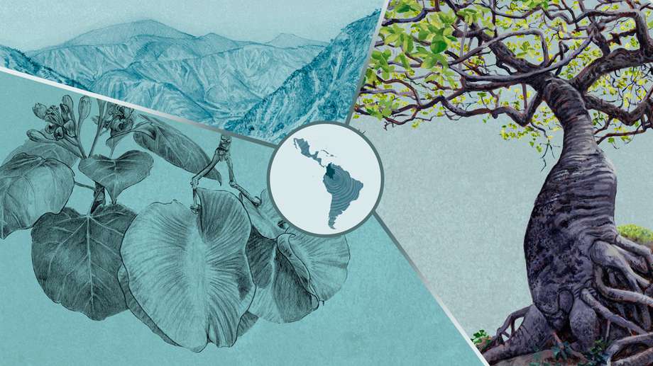 Ceiba barrigona: la sobreviviente del cañón más profundo de Colombia ...