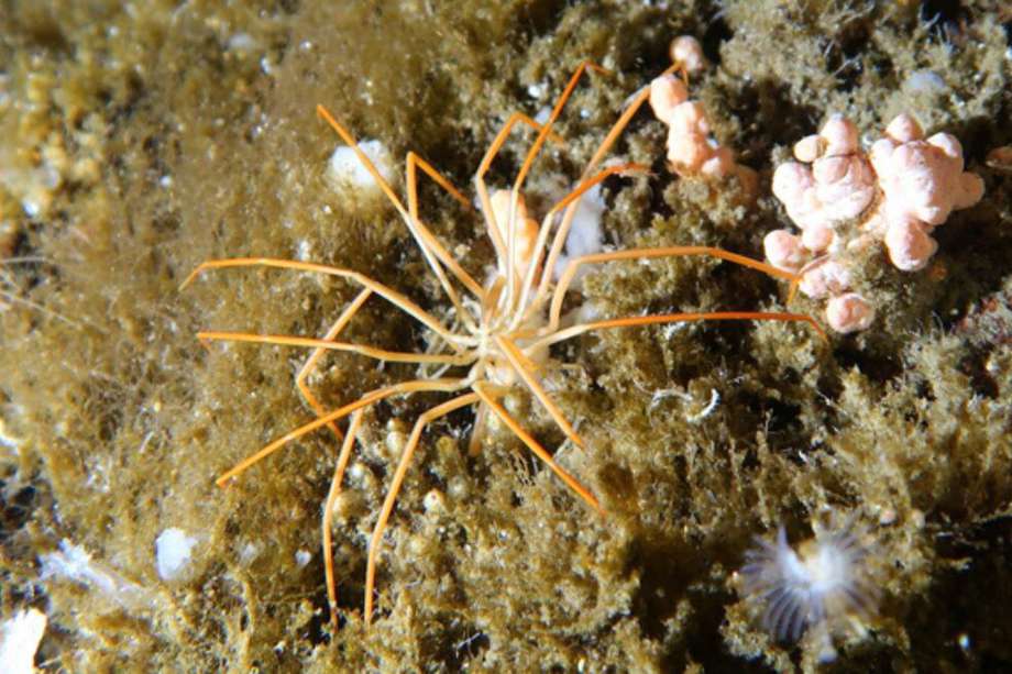 Tras 140 años, resuelven misterio sobre cómo se reproducen estas ...