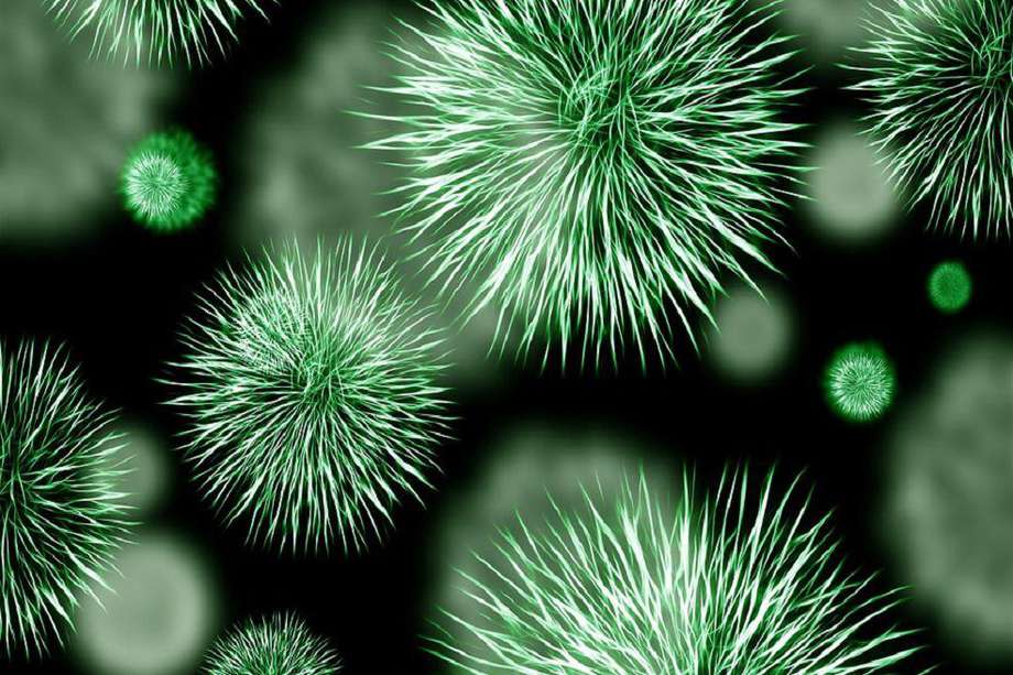 La ciencia se acerca al origen de la peste negra, la mayor pandemia de ...