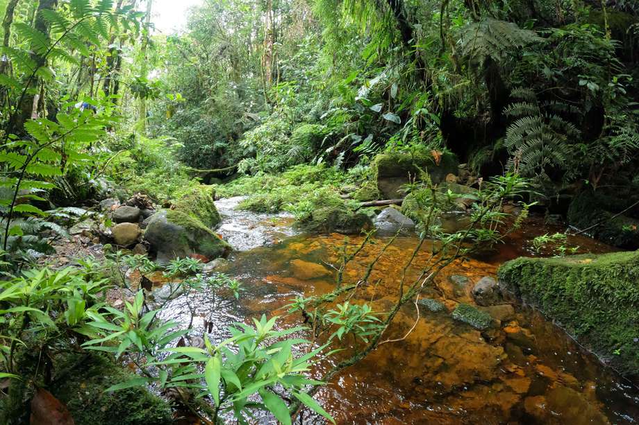 Reservas naturales: donde la vida se restaura y se conserva | EL ESPECTADOR