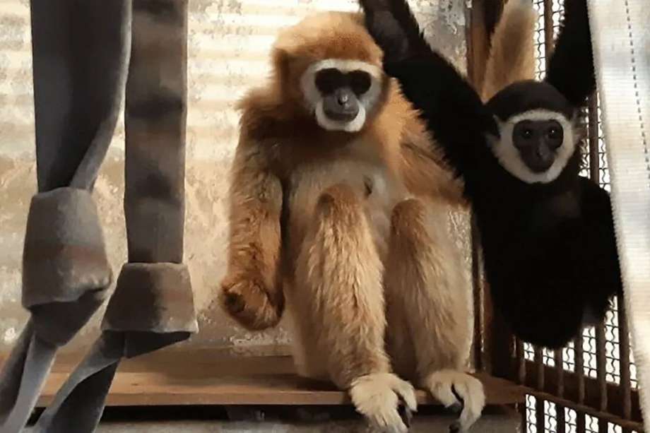 Una gibón hembra que vivía sola en su jaula tuvo una cría, ¿cómo ...