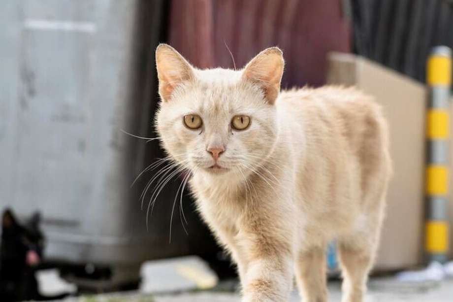 ¿Cuánto viven los gatos criollos? | Noticias hoy | EL ESPECTADOR