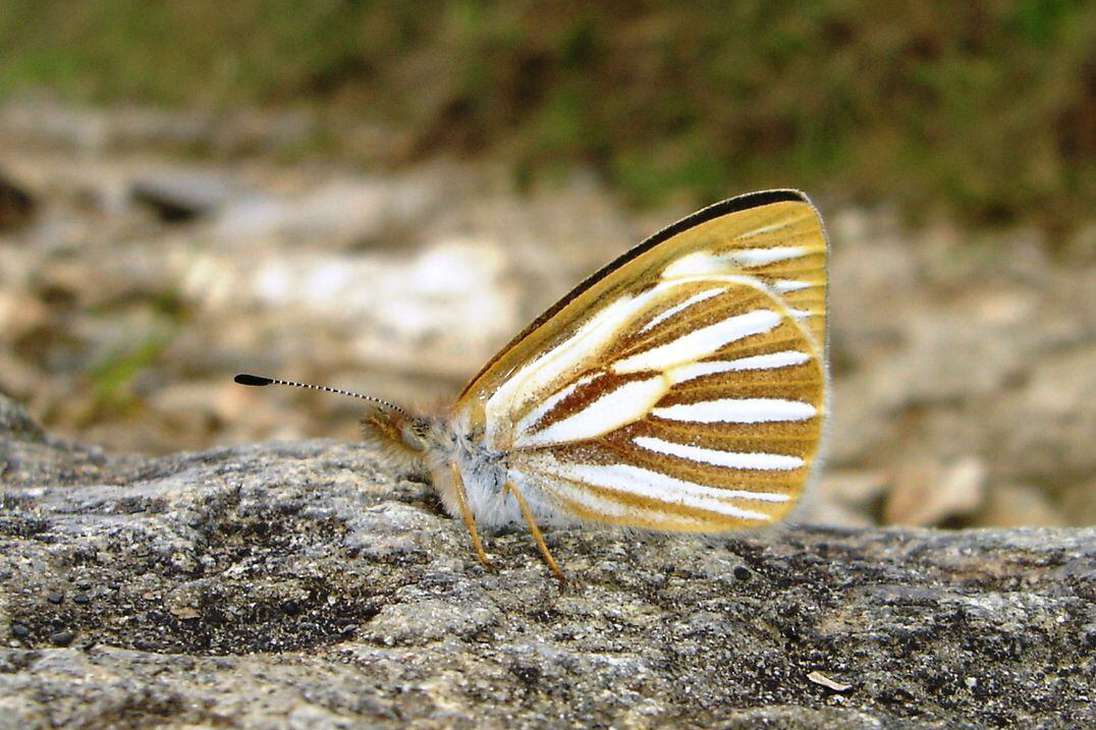 Estas son las casi 200 mariposas únicas que habitan en Colombia | EL ...