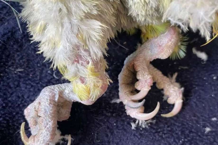 Lora se autolesionó hasta la muerte tras permanecer 10 años encerrada ...