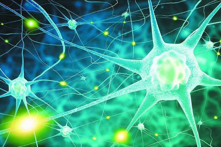 Primer mapa en 3D de las conexiones neuronales | EL ESPECTADOR