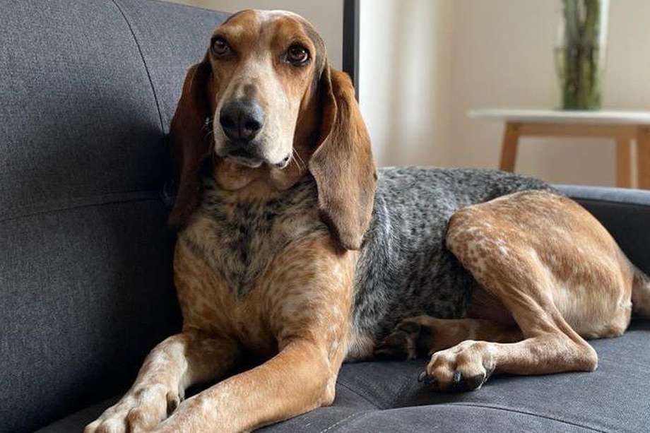 El olfato del sabueso fino colombiano: una joya escondida para el ...