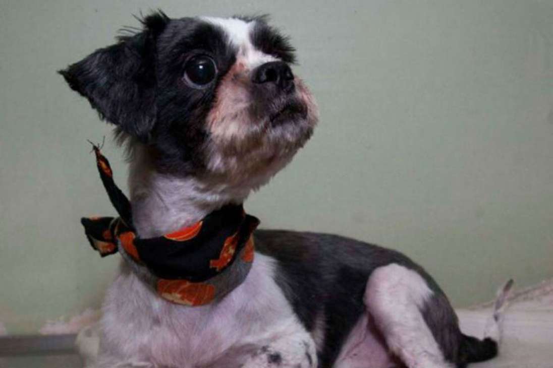 El asombroso cambio del perro 'Rasta' | EL ESPECTADOR