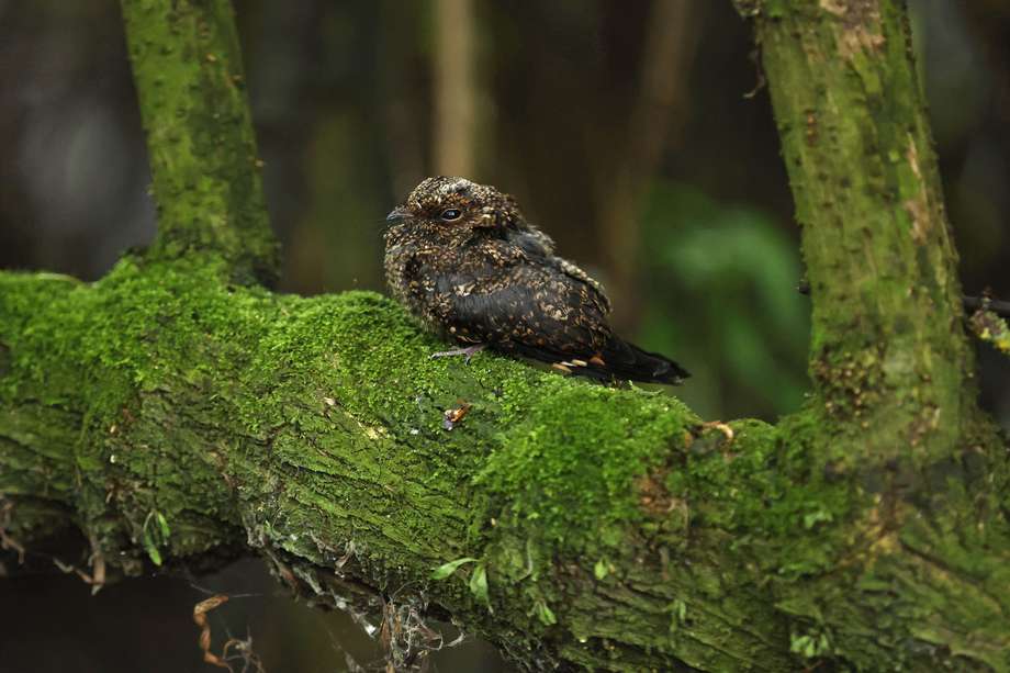 Liberan 43 animales silvestres en Bogotá para celebrar el Día del Medio ...
