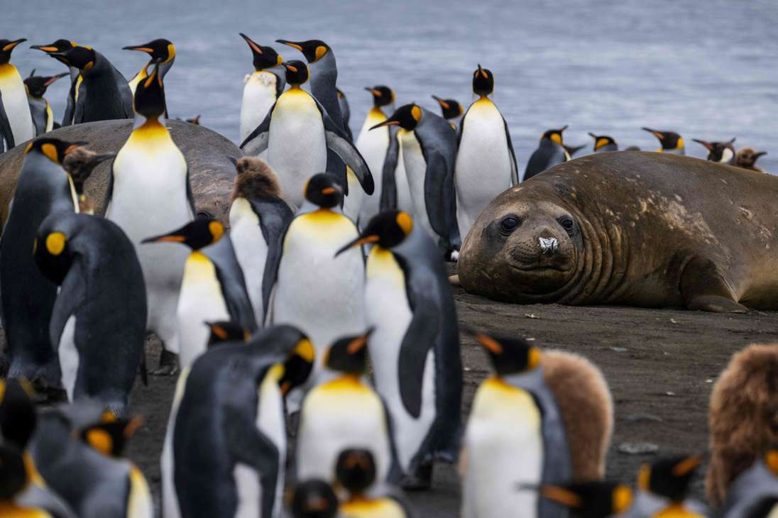 En fotos: las islas Crozet, el imperio del pingüino rey | EL ESPECTADOR
