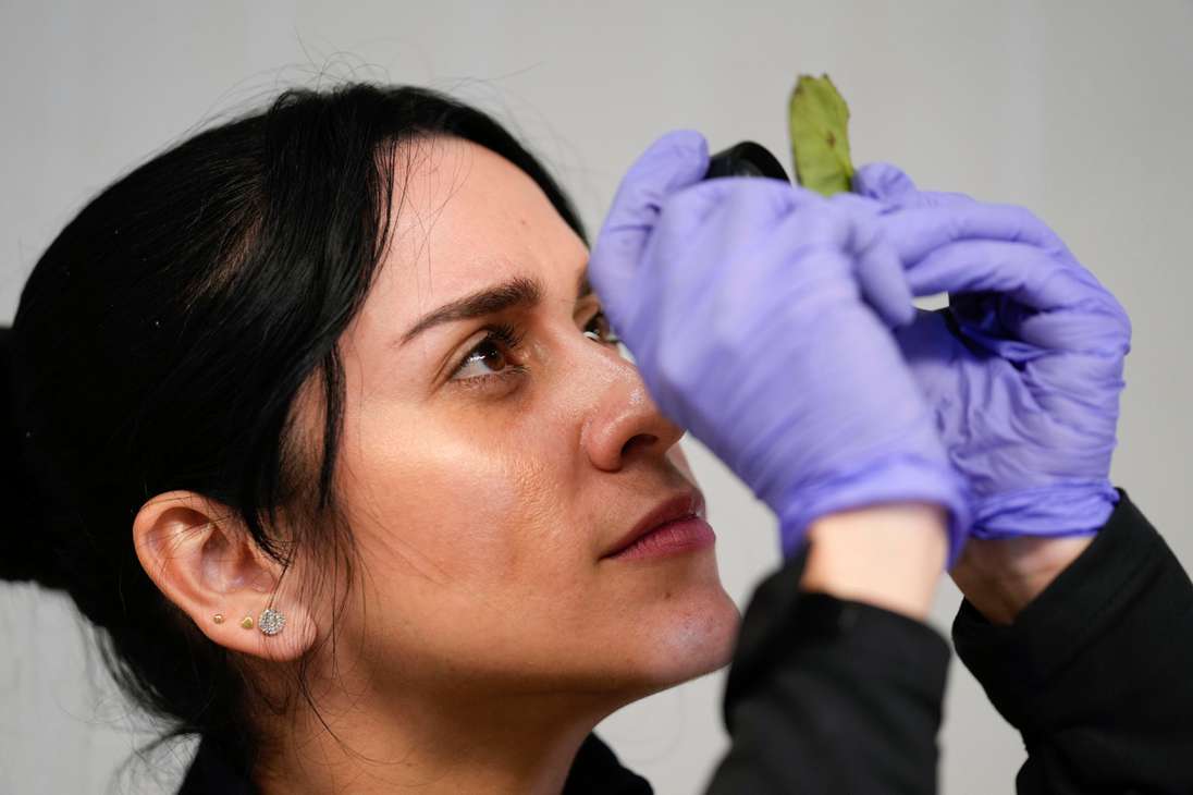 Así termina el control de las flores que se envían de Colombia a EE. UU ...