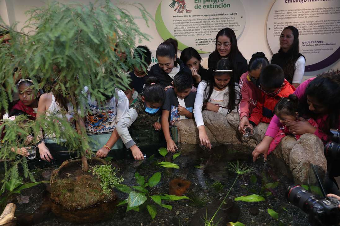 (FOTOS) Inauguran el museo del Axolote en Ciudad de México | Noticias ...