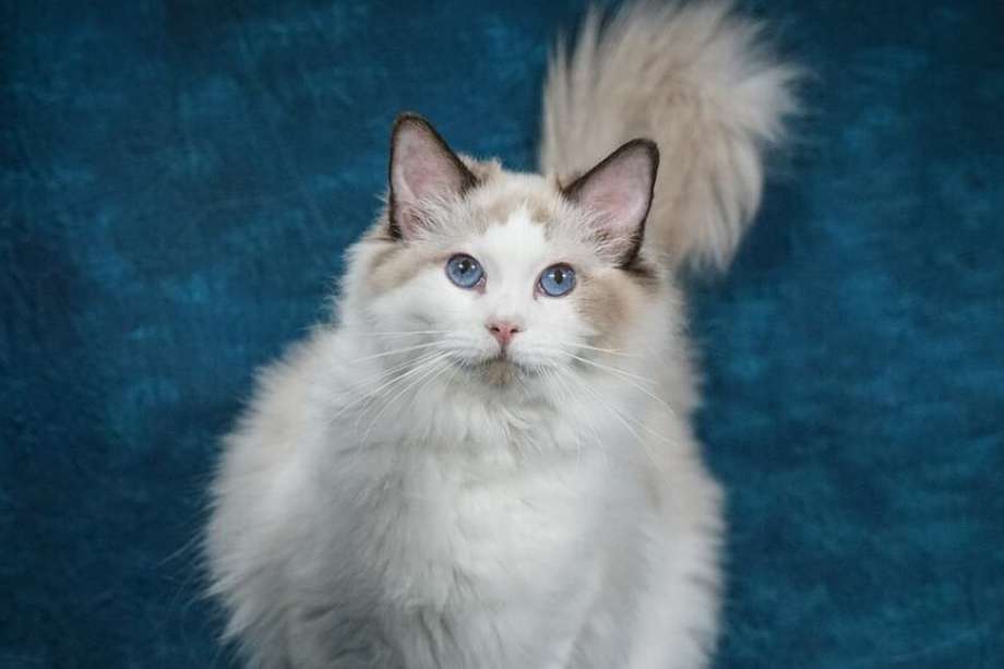Gato ragdoll: curiosidades, características y datos sobre este felino ...