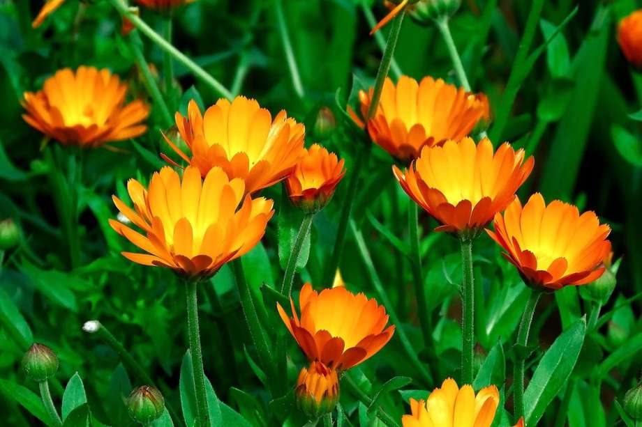 Caléndula: cuidados, propiedades y características de esta planta | EL ...