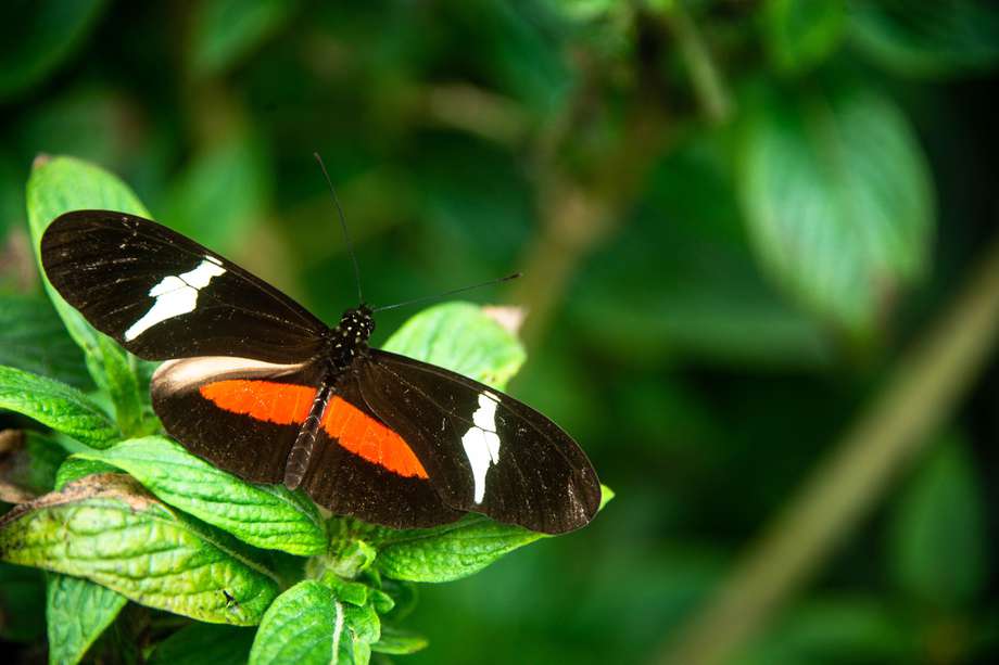 Colombia, paraíso para los amantes de las mariposas | EL ESPECTADOR