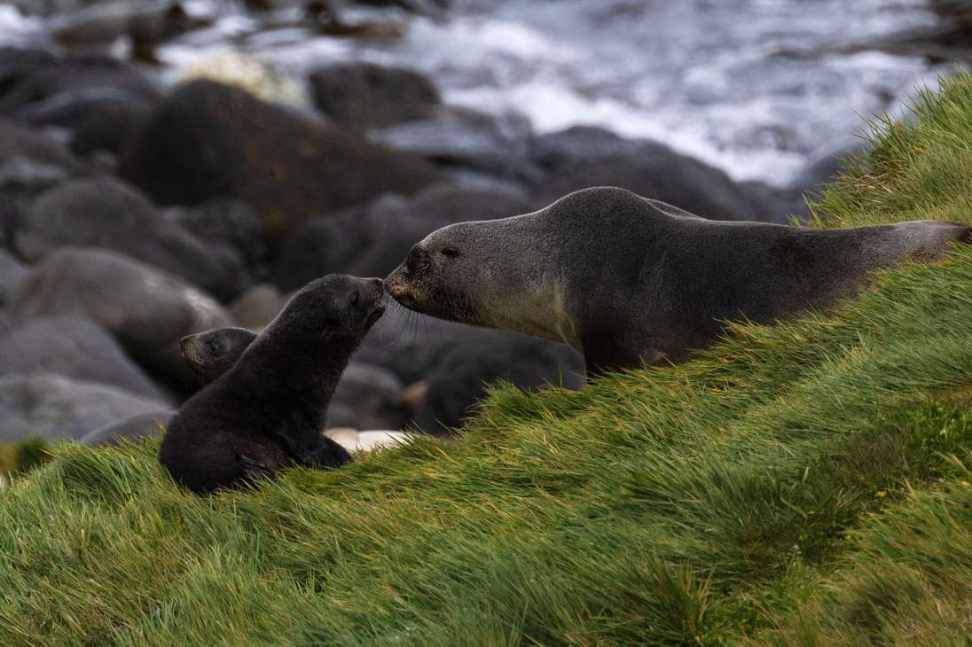 En fotos: las islas Crozet, el imperio del pingüino rey | EL ESPECTADOR