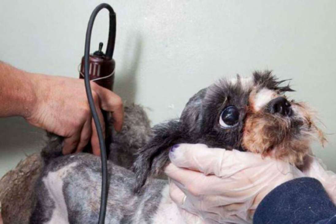 El asombroso cambio del perro 'Rasta' | EL ESPECTADOR