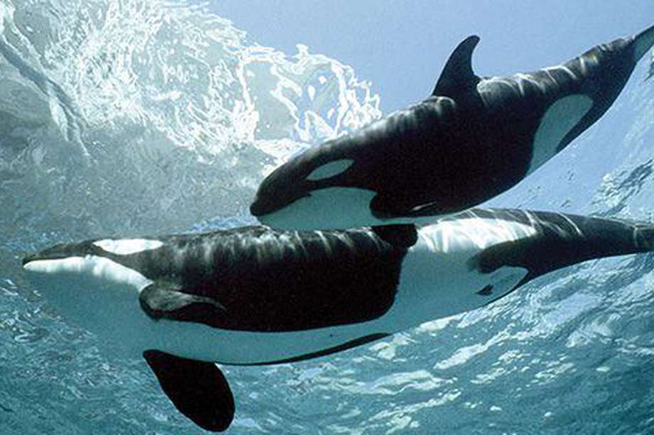 Una manada de orcas hundió un velero en el estrecho de Gibraltar | EL ...