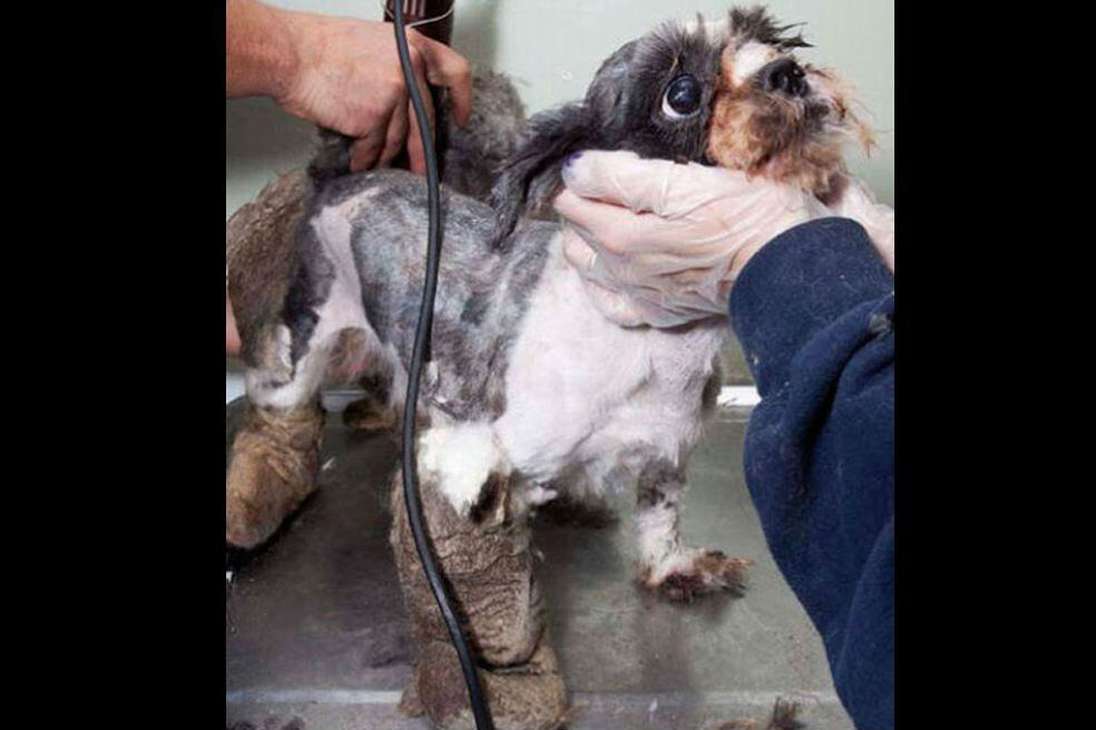 El asombroso cambio del perro 'Rasta' | EL ESPECTADOR